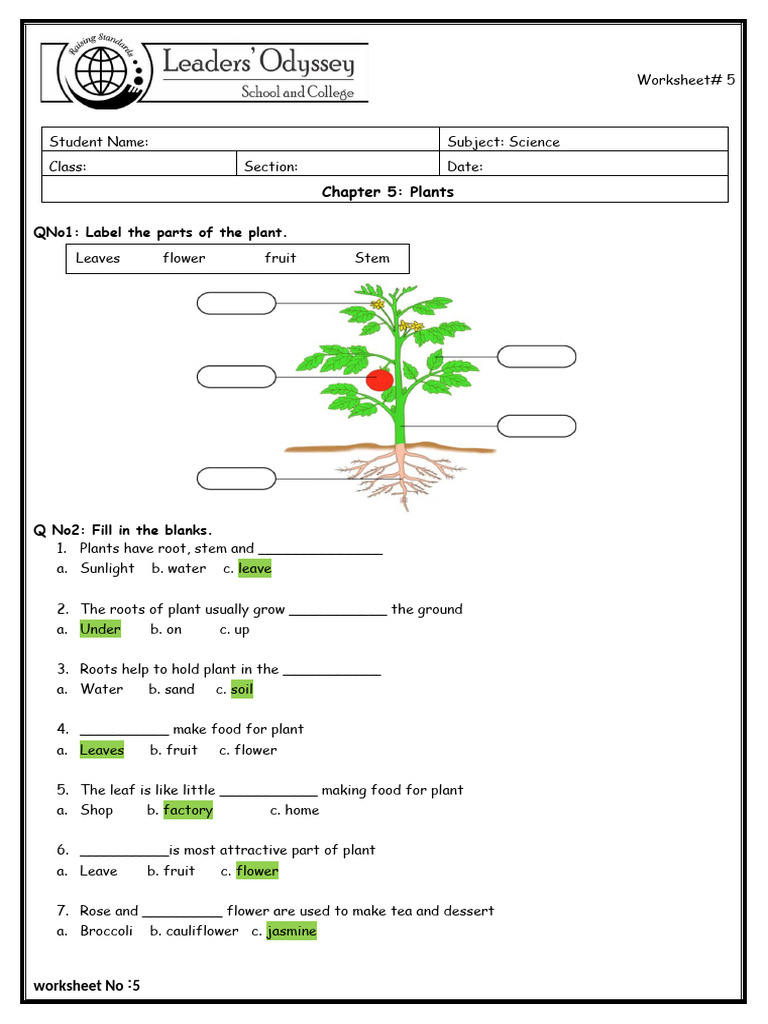 Plants Worksheet # 5 | PDF