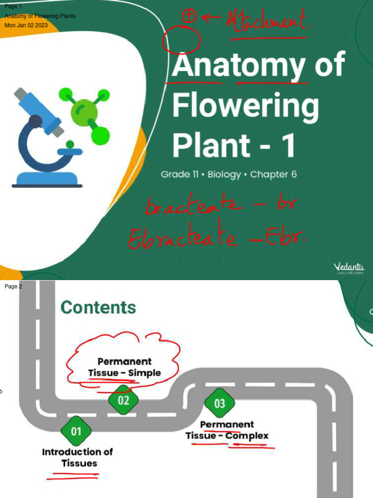 Anatomy of Flowering Plants 1 | PDF