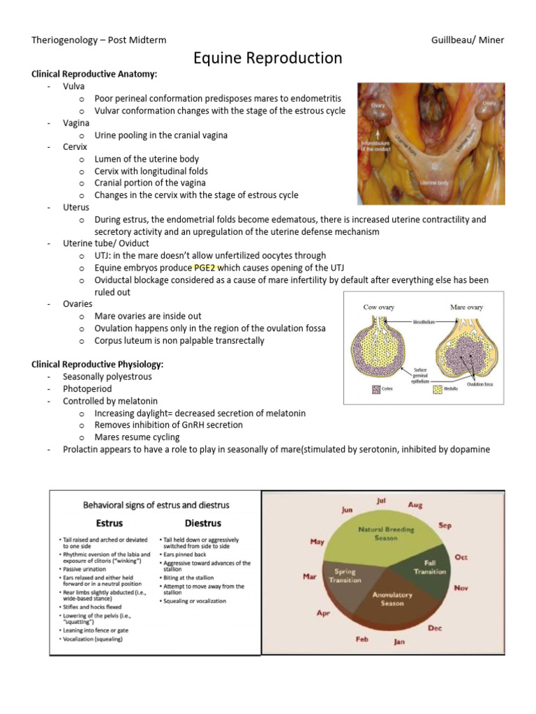 Equine Therio - Sara's Study Guide 2 | PDF | Menstrual Cycle ...