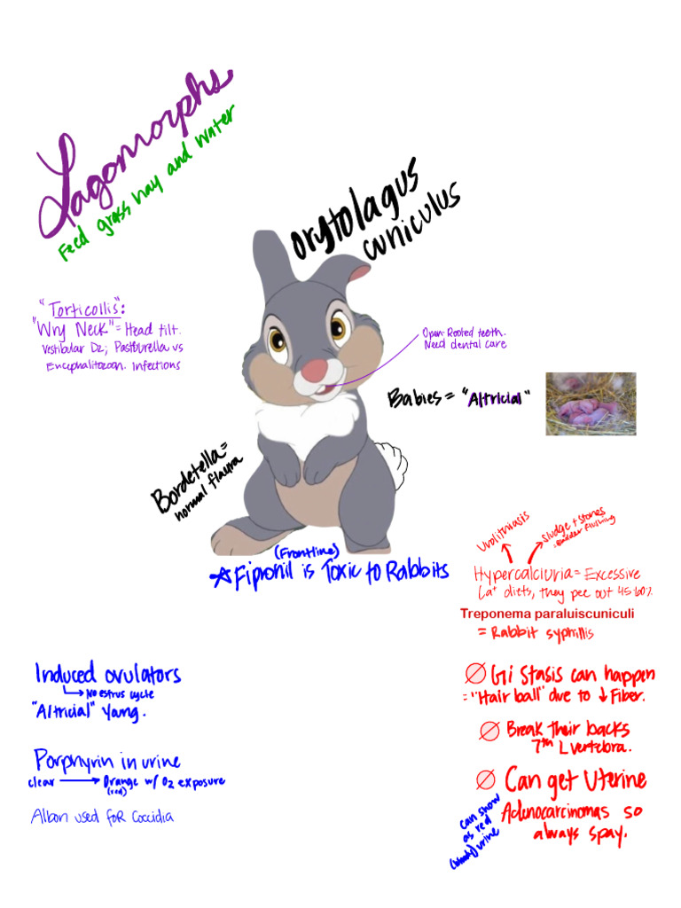 Rabbit Syphilis and Treatment Guide | PDF