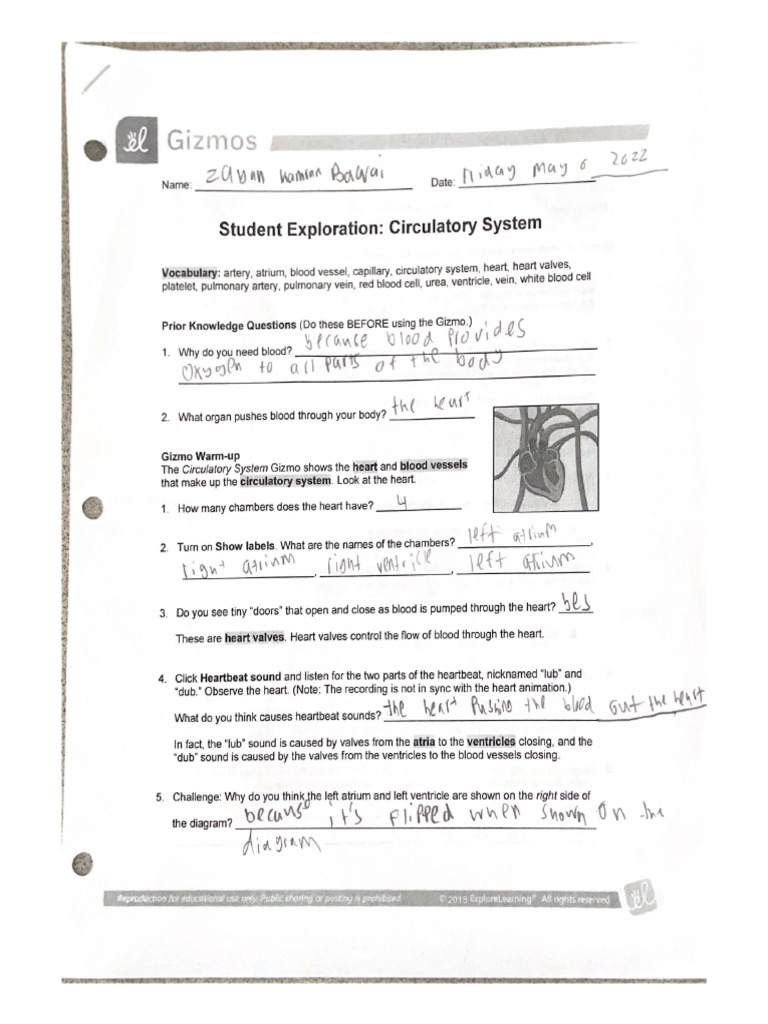 Student Exploration Circulatory System | PDF