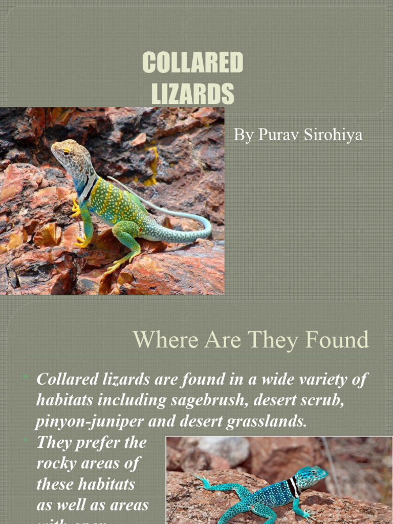 Collared Lizards | PDF
