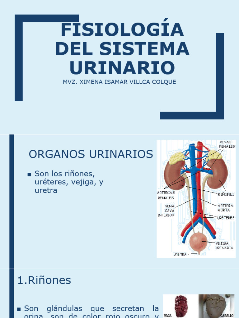 Sistema Urinario y Endocrino | PDF | Orina | Riñón