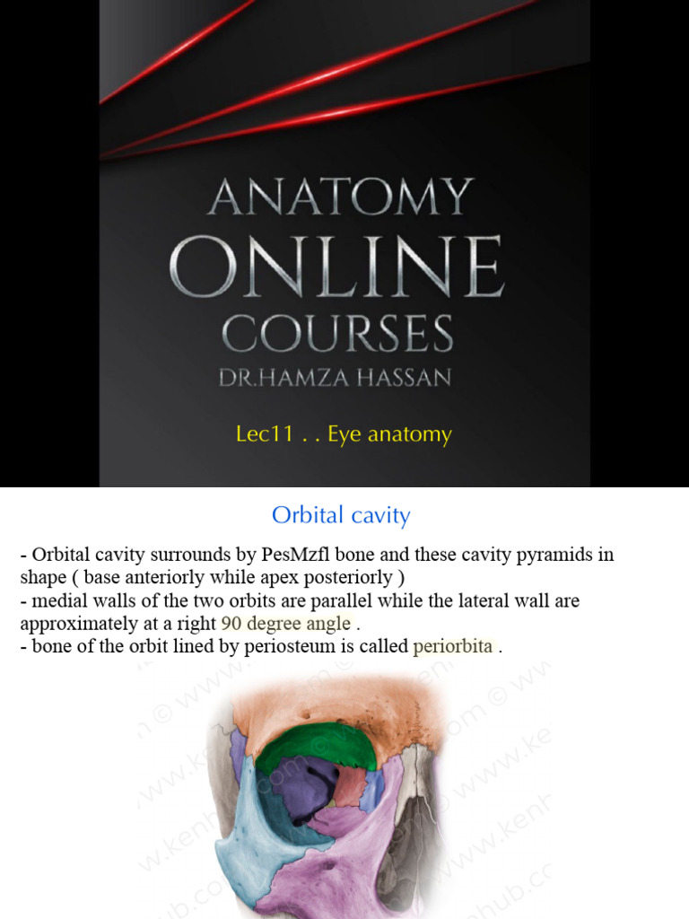 Lec11 Anatomy of Orbit | PDF