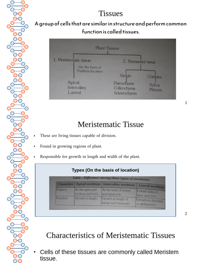 Tissues Slides | PDF