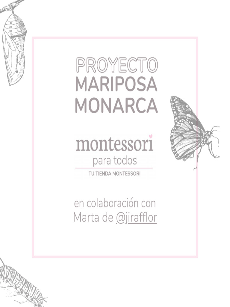 Ciclo de Vida de la Mariposa Monarca | PDF | Lepidópteros | Crisálida