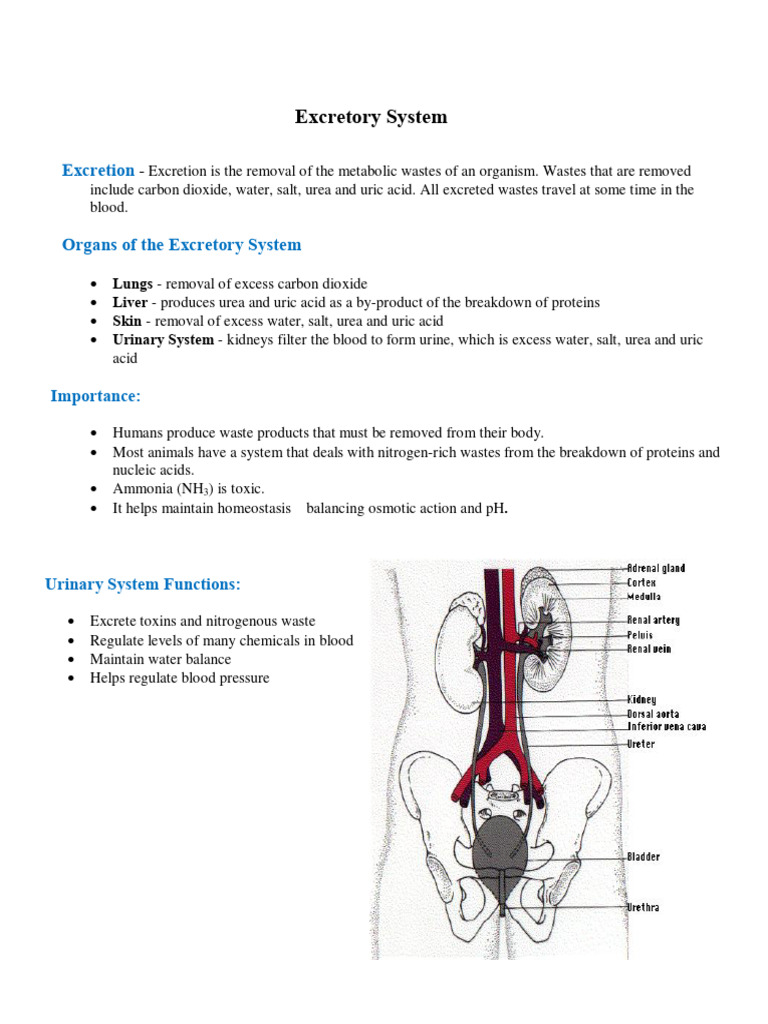Excretory System | PDF | Urinary System | Organ (Anatomy)