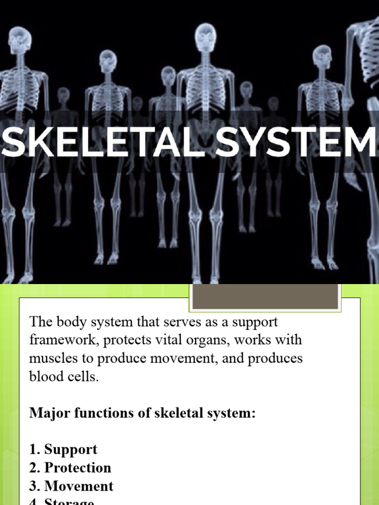 Skeletal System Updated | PDF