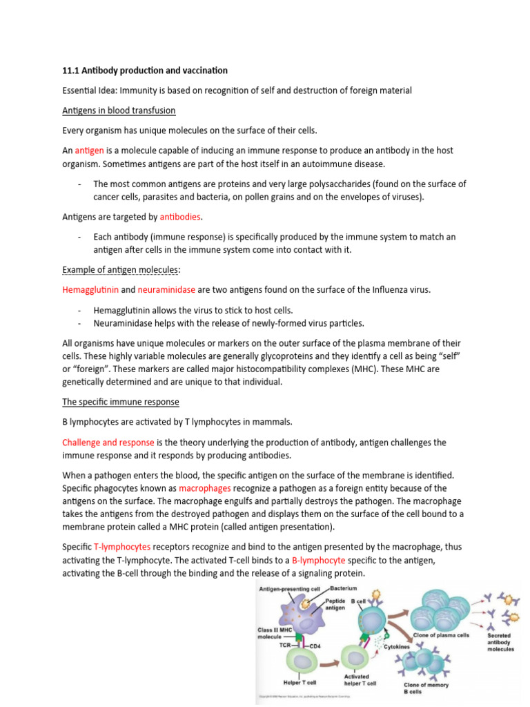 IB Biology HL: 11.1 Antibody Production and Vaccination | PDF ...