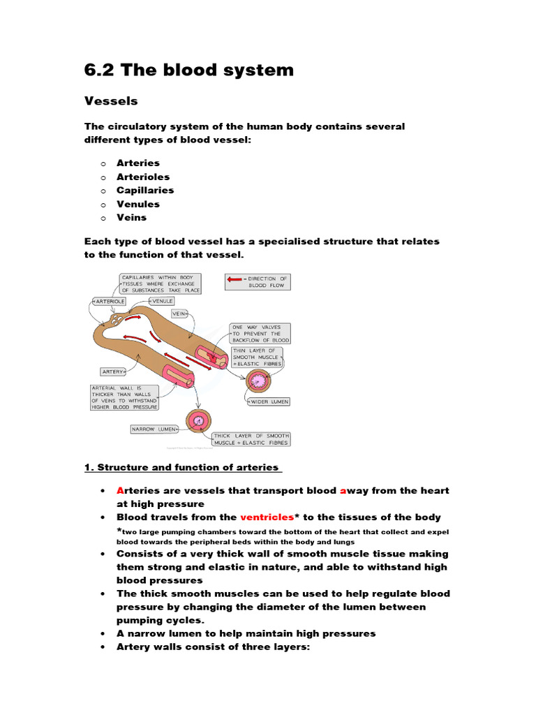 IB Biology HL: 6.2 The Blood System - Human Physiology | PDF | Artery ...