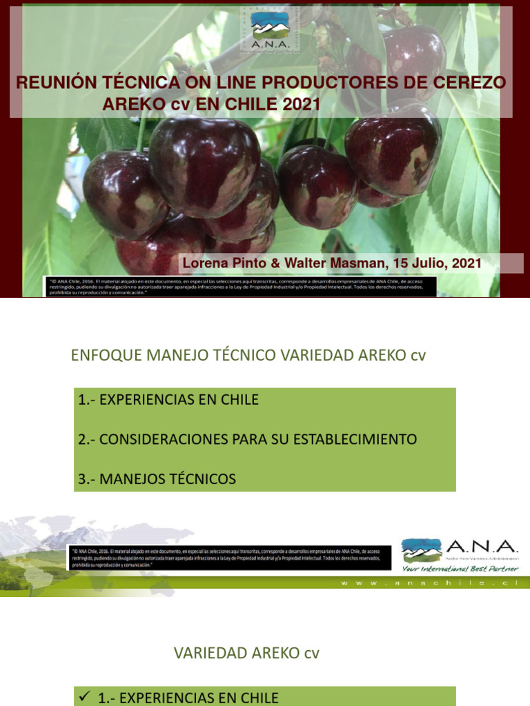 Manejo Técnico de Areko cv en Chile | PDF | Riego