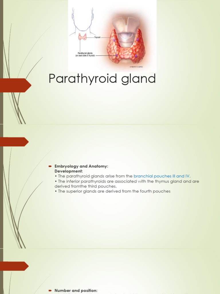 2 - Parathyroid Gland | PDF | Parathyroid Gland | Organ (Anatomy)
