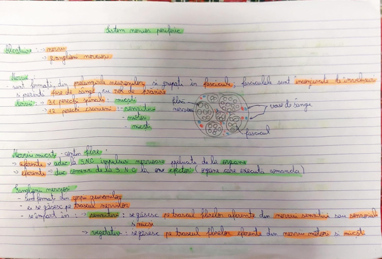 Sistemul Nervos Periferic | PDF