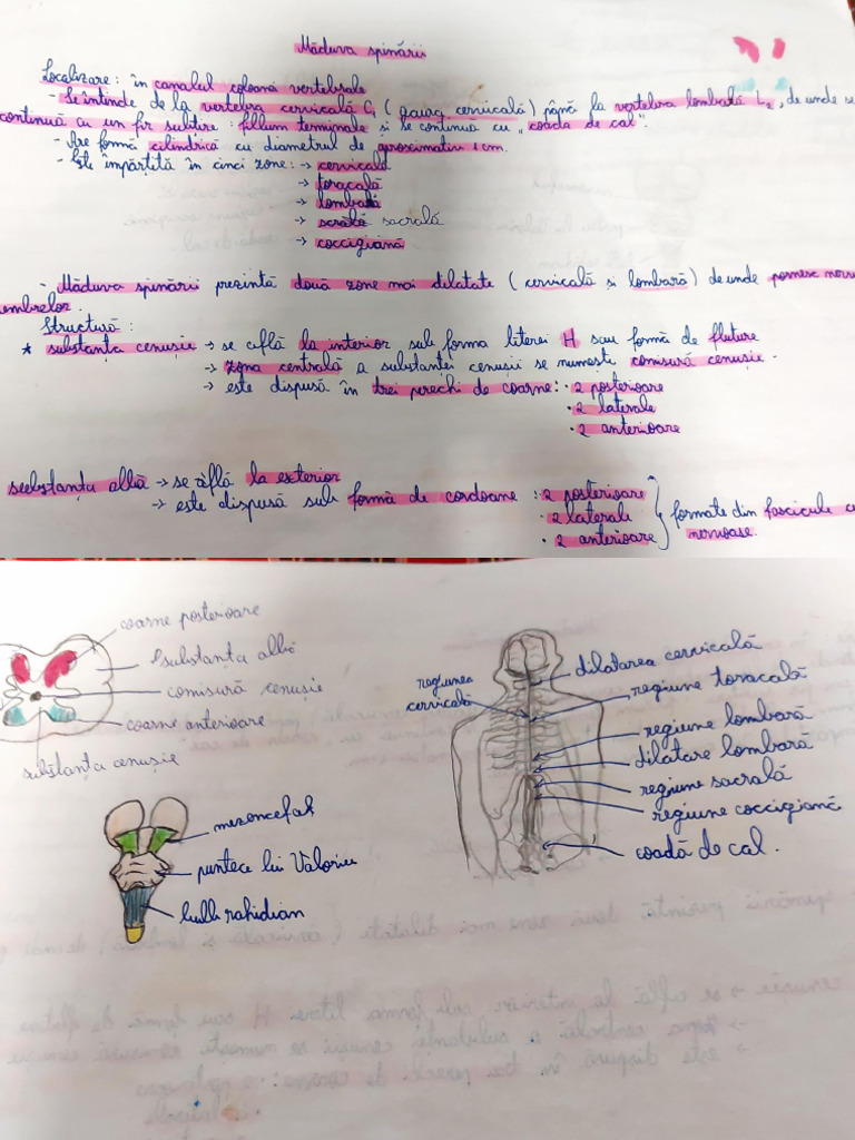 Maduva Spinarii | PDF