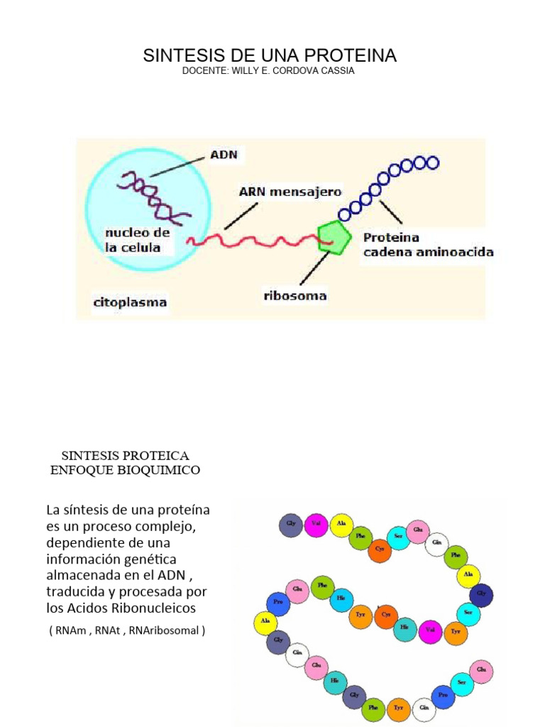 Proceso de Síntesis de Proteínas | PDF