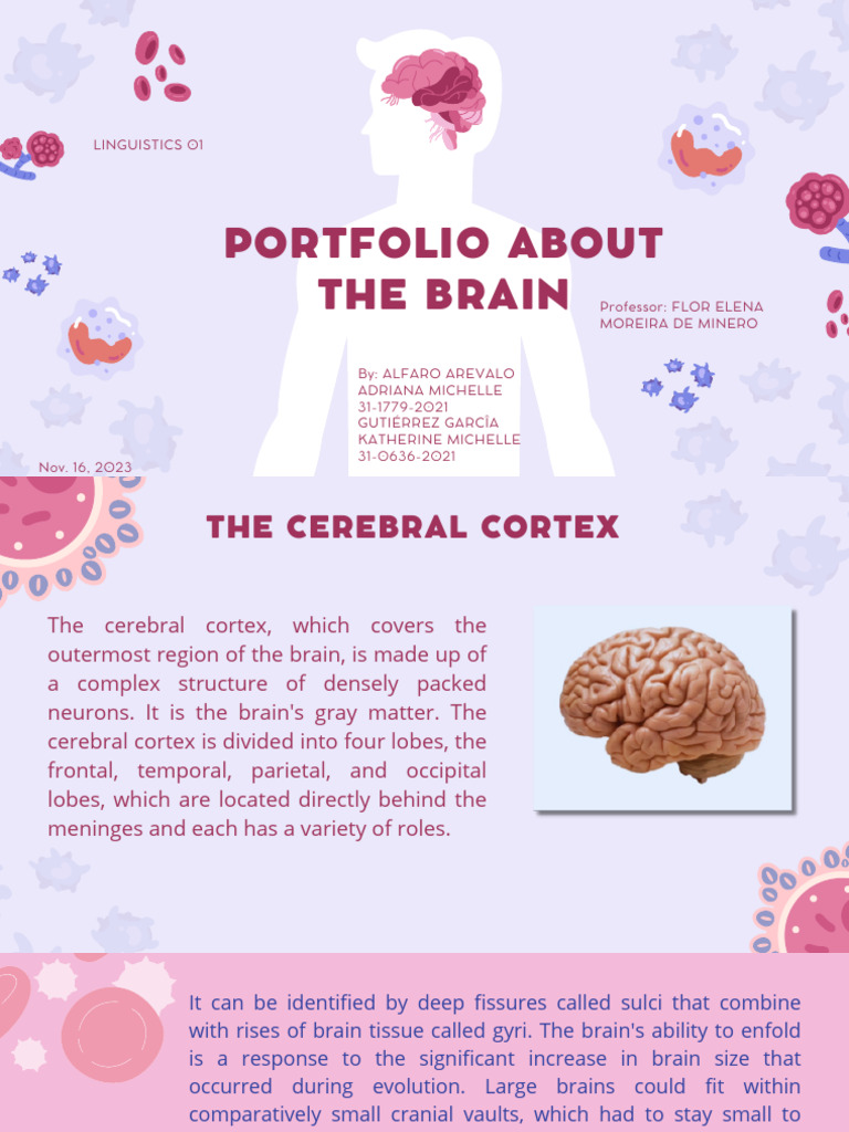 Brain Portfolio | PDF | Cerebral Cortex | Amygdala