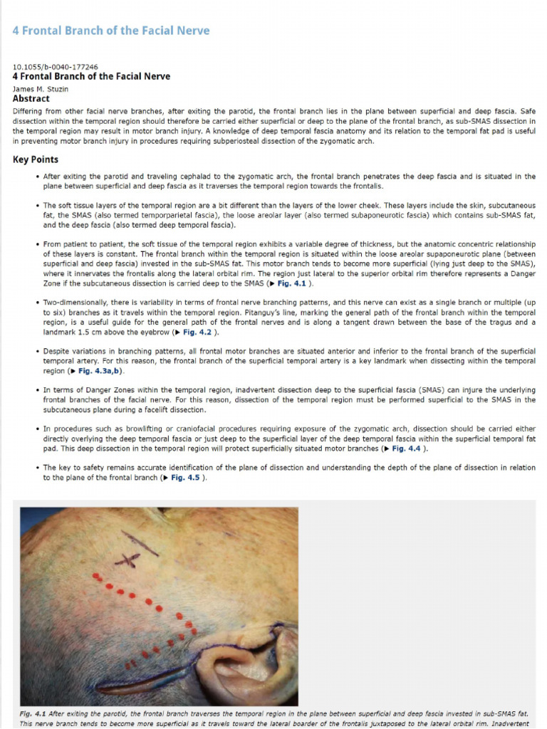 Frontal Branch of The Facial Nerve | PDF