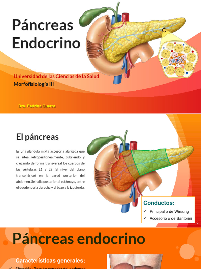 Páncreas | PDF