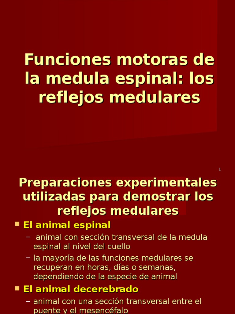 Funciones Motoras de La Medula Espinal | PDF | Neurona | Materia gris