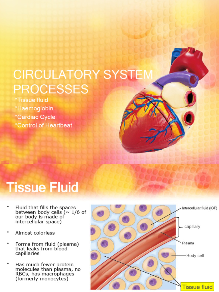 Chap8 L2 - Circulatory System Processes | PDF