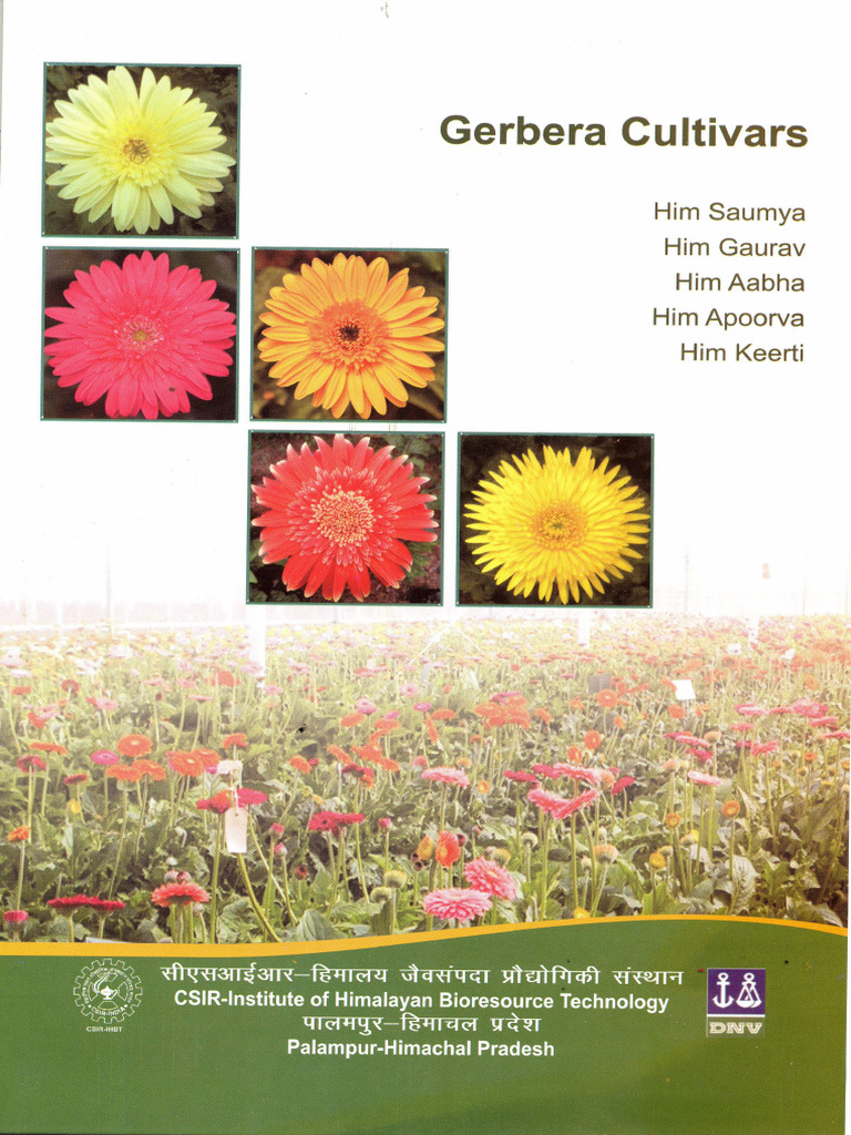 Gerbera Cultivars | PDF