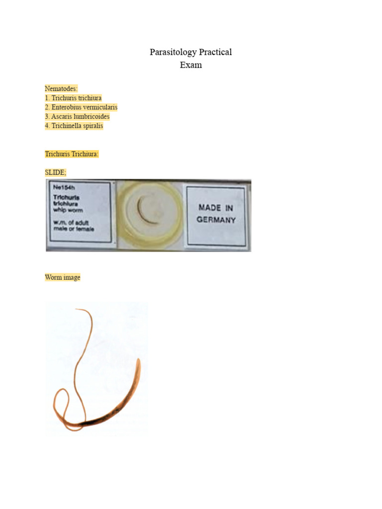 Parasitology Practical | PDF
