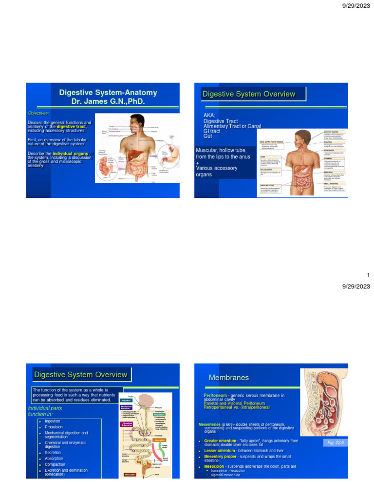 Digestive System Anatomy | PDF | Stomach | Gastrointestinal Tract