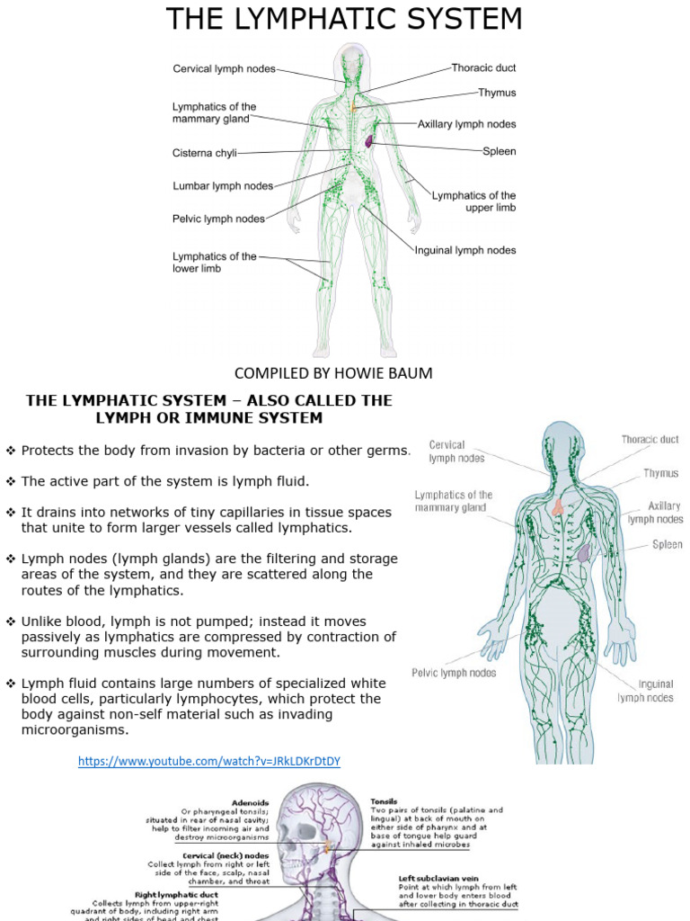 Understanding the Lymphatic System | PDF | Phagocyte | White Blood Cell