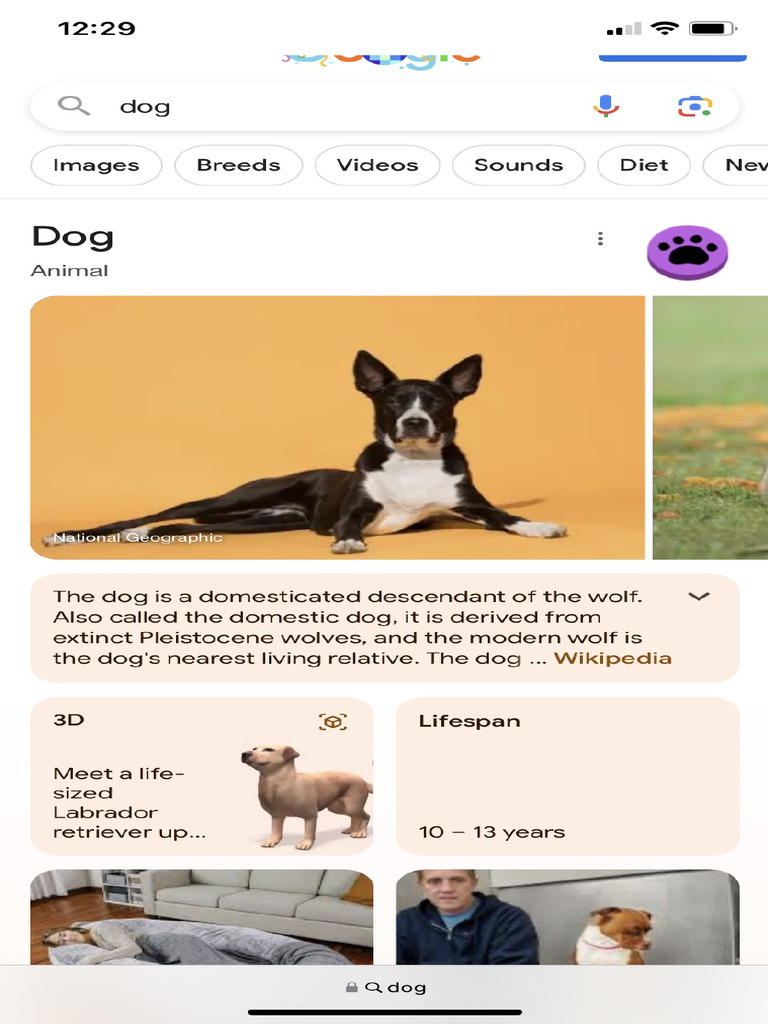 Dog - Google Search | PDF