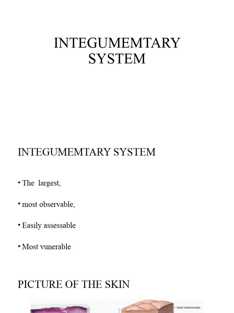 Integumemtary System | PDF | Skin | Epidermis