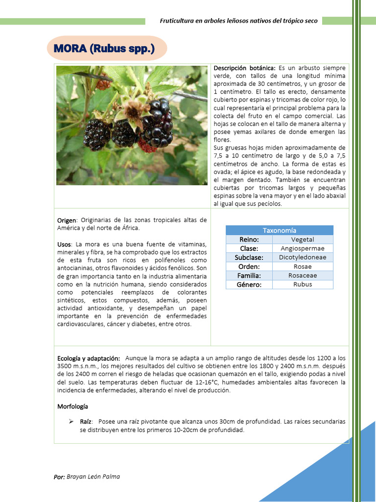 MORA | PDF