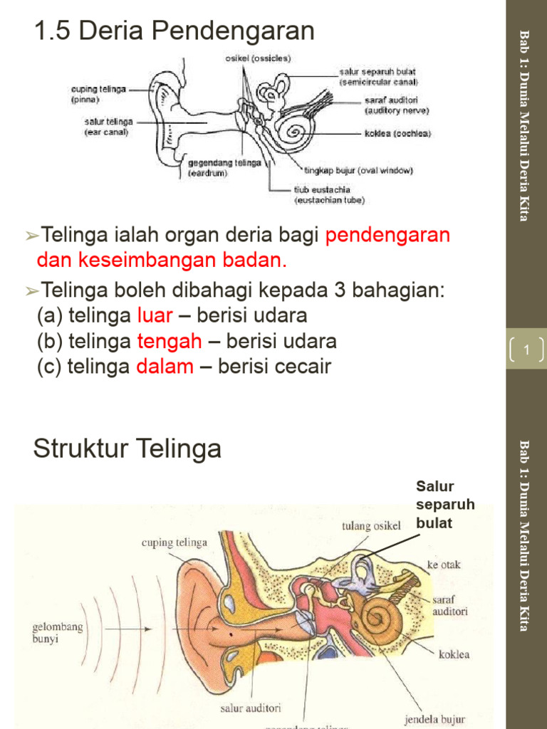 Bab1.5deria Pendengaran | PDF | Sains & Matematika