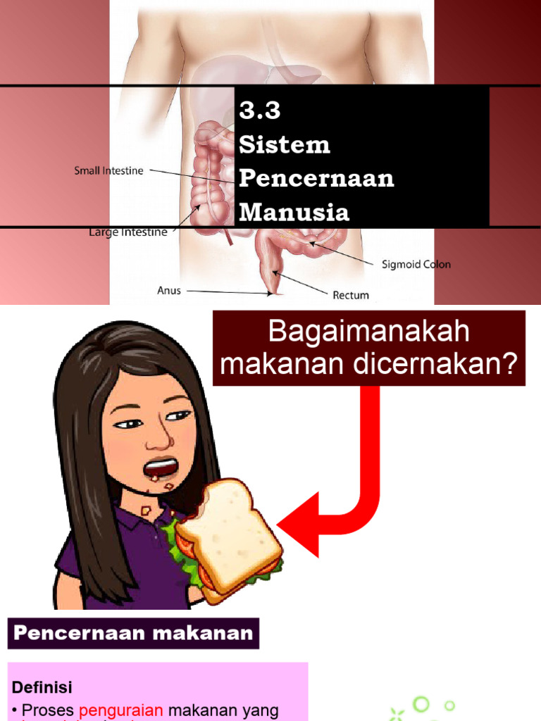 33 Sistem Pencernaan Manusia Pdf 