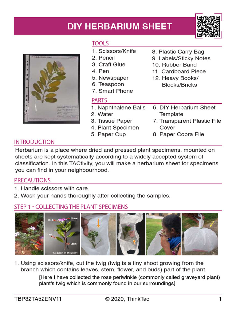 441 Tbp32ta52env11 Diy Herbarium Sheet Al Pdf Leaf Flowers