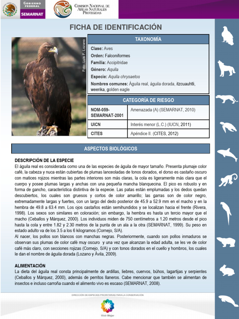 2012 Ficha Aguila Real | PDF | Huevo | México