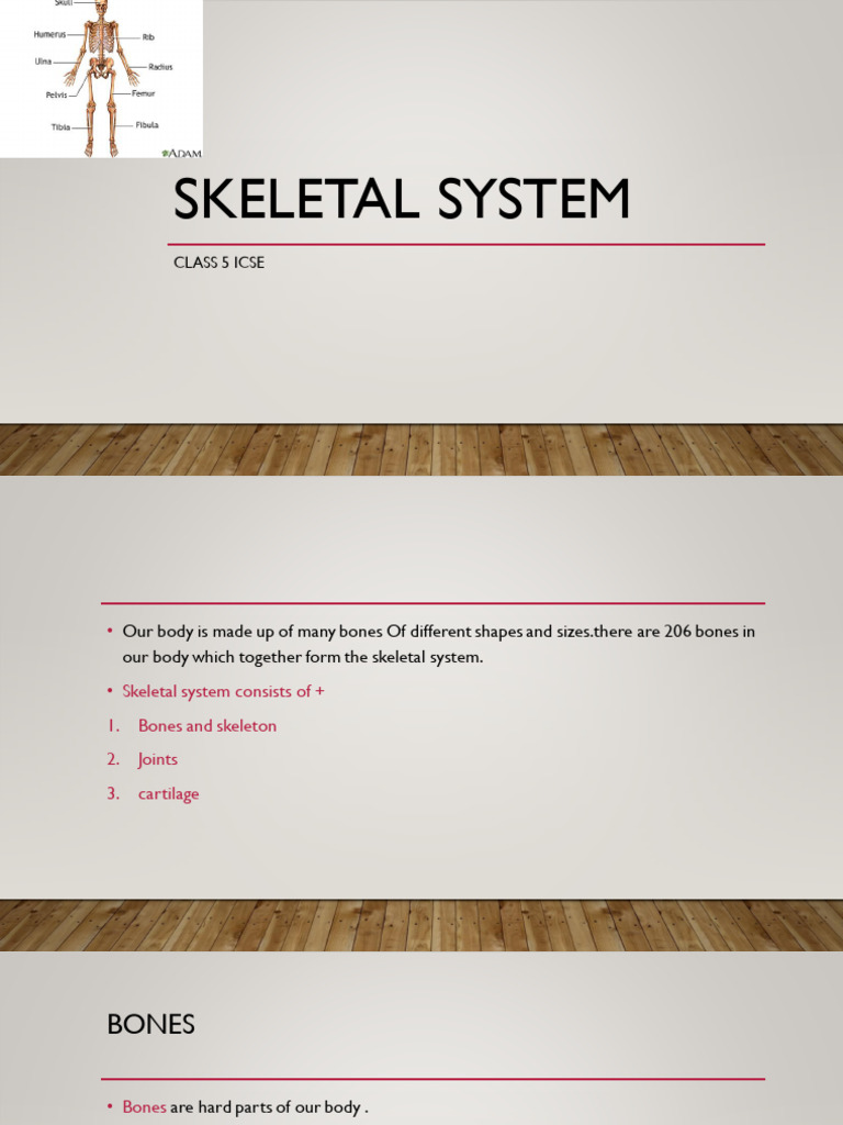 Skeleton System | PDF | Skeleton | Bone