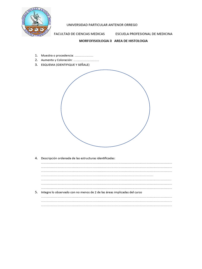 Formato Esquema para Dibujo Morfo Ii | PDF