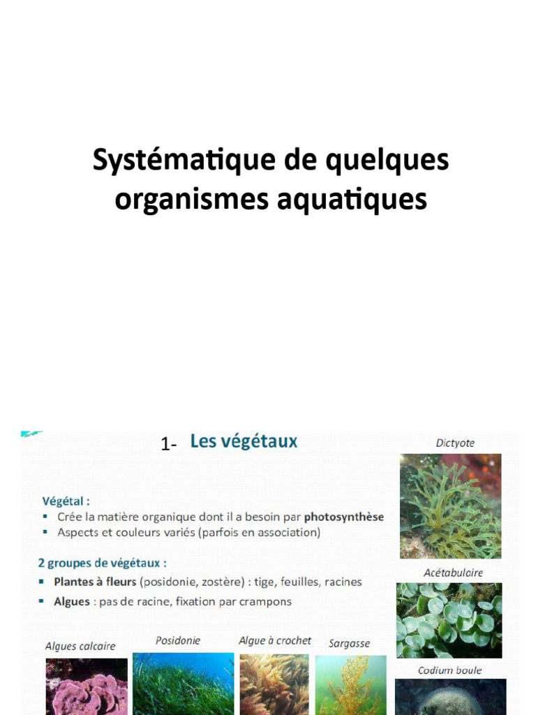 Marine Classification | PDF | Éponge | Mollusque