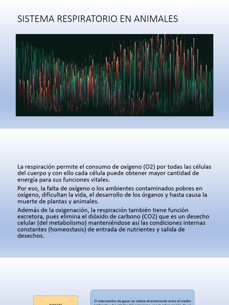 Sistema Respiratorio en Animales | PDF | Respiración | Pulmón
