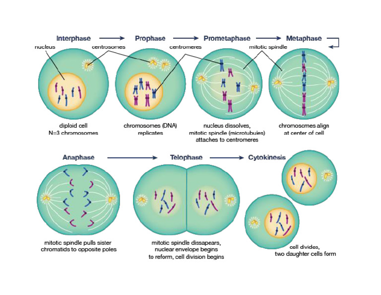 Cell Division | PDF