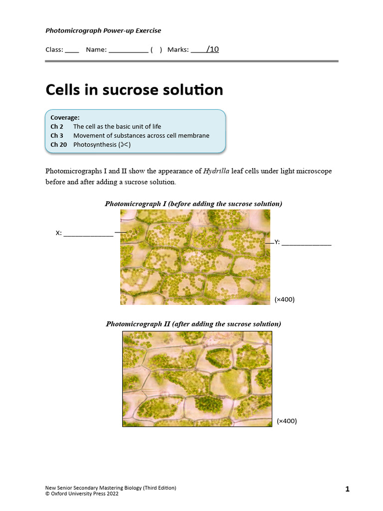 Cells in Sucrose Solution - e | PDF | Chloroplast | Osmosis