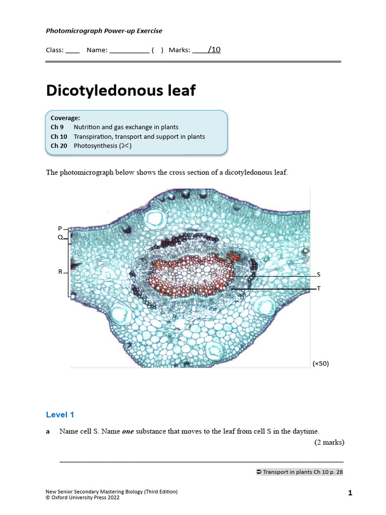 Dicotyledonous Leaf - e | PDF