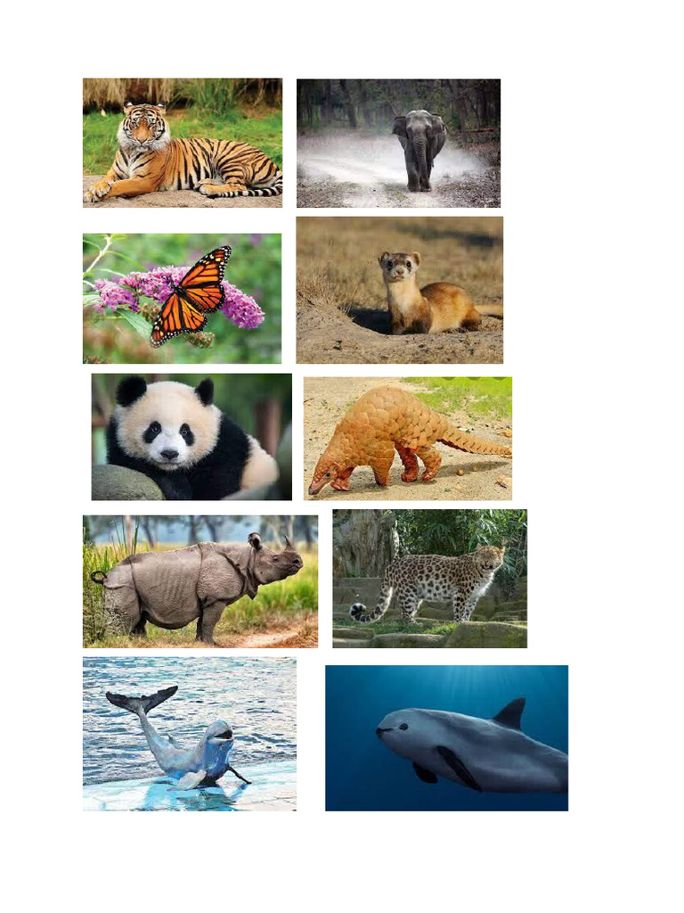 English Project Class 8 Pic Term 1 | PDF