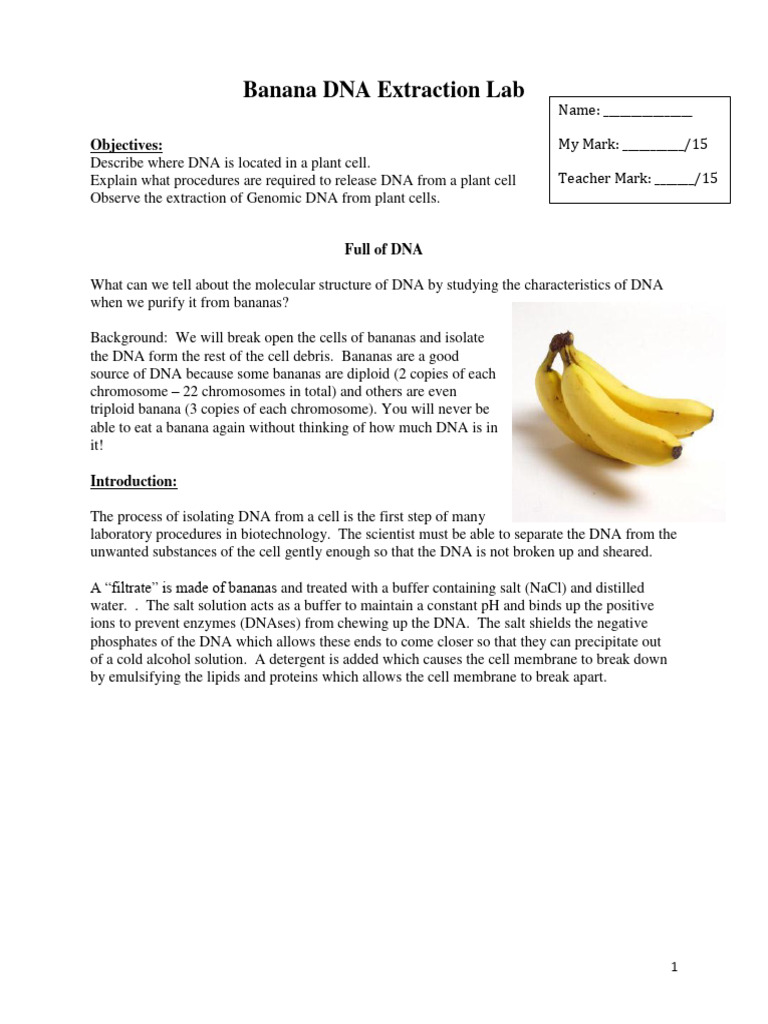 Banana DNA Extraction Lab Guide | PDF | Dna | Cell (Biology)