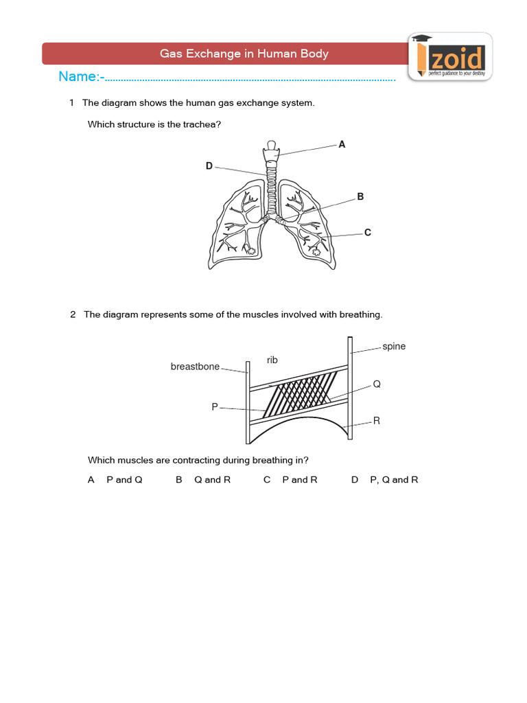 Gas Exchange in Human Body Exam Paper Question O/l | Download Free PDF ...