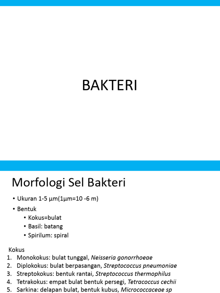 Morfologi dan Tipe Tetrakokus Bakteri | PDF