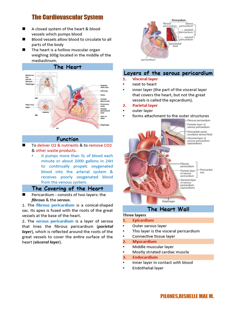 Chapter 11 - Cardiovascular System | PDF | Aorta | Heart Valve