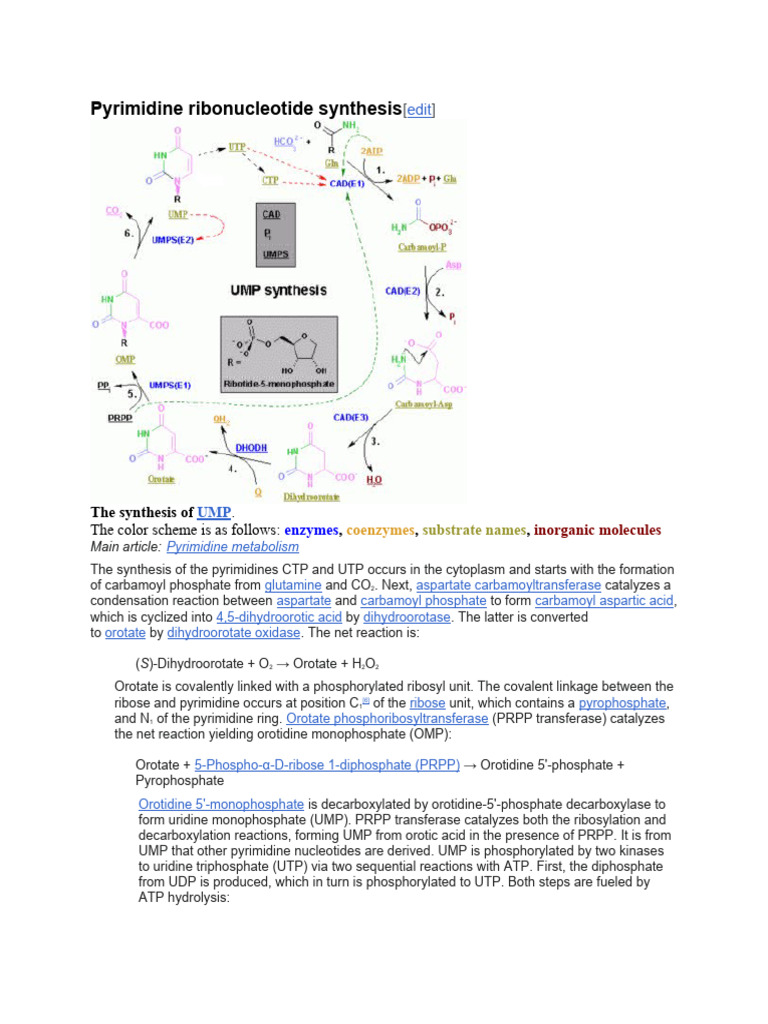 Pyrimidine Ribonucleotide Synthesis | PDF | Nucleotides | Biosynthesis