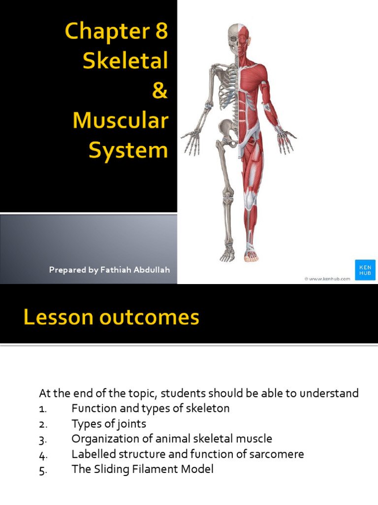 Chapter 8 - Skeletal & Muscular System | PDF