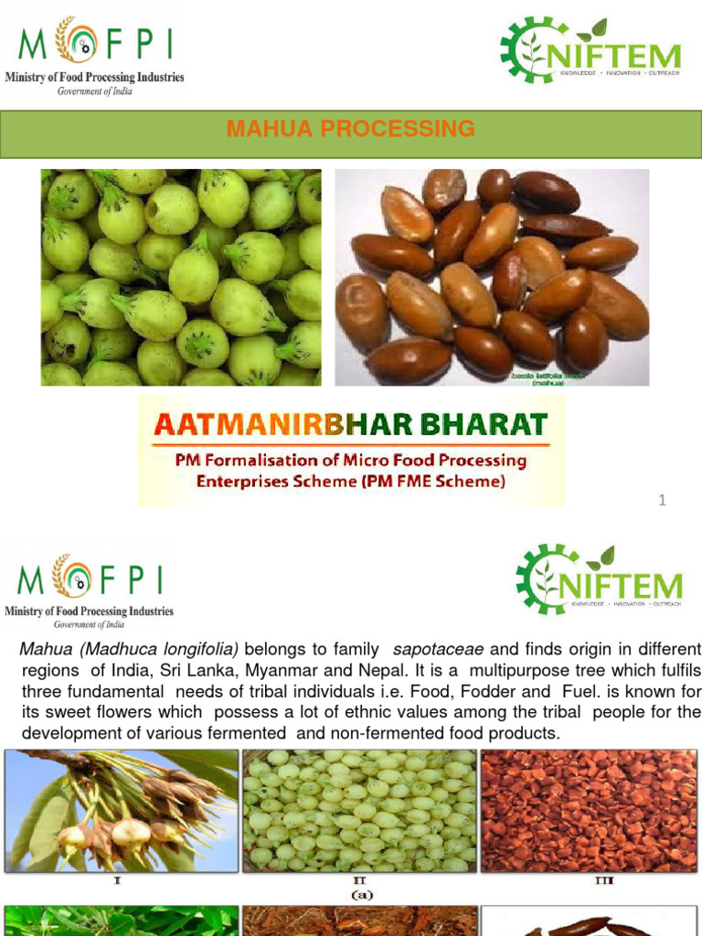 Mahua Processing | Download Free PDF | Agriculture | Botany